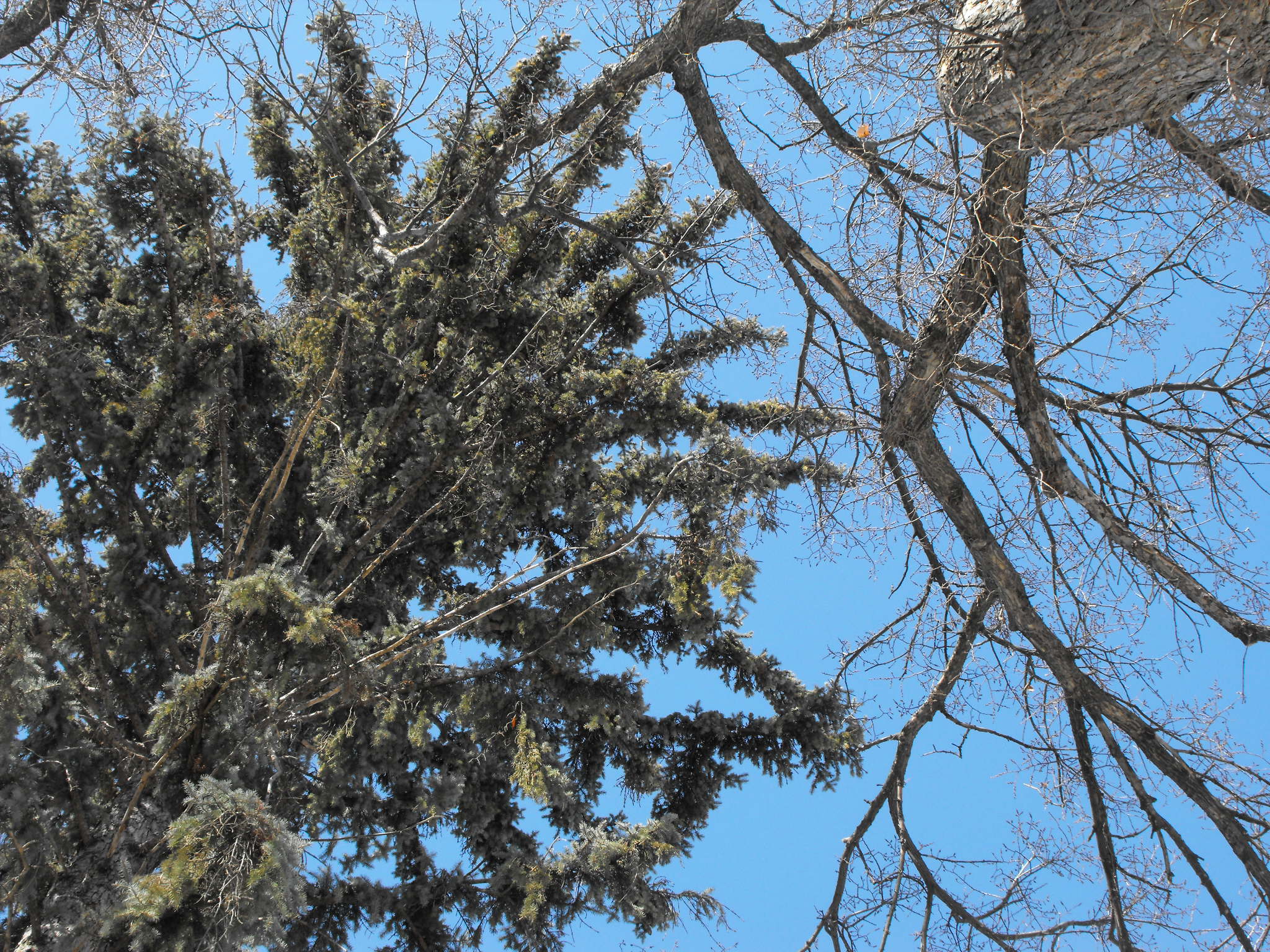 purchase a tree | Memorial Woodland of Manitoba