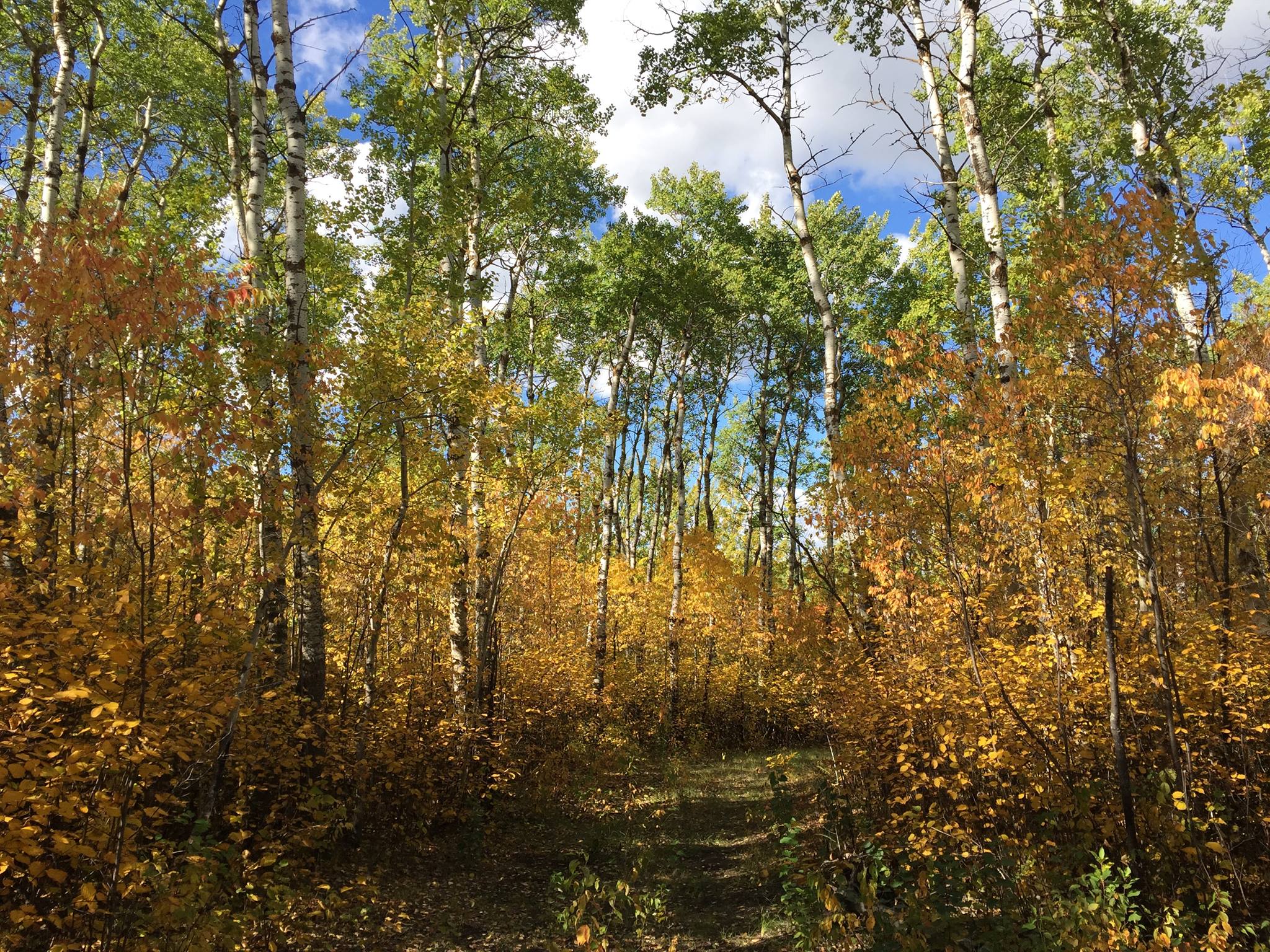 please donate | Memorial Woodland of Manitoba